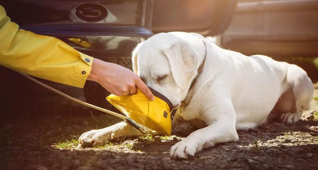 How To Get Your Dog To Drink More Water - Easy Steps