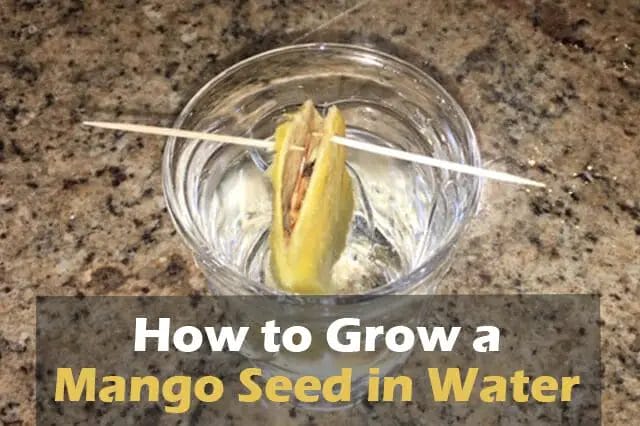 How To Grow A Mango Seed In Water: Step-by-Step Guide
