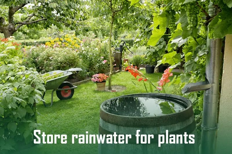 Make Gravy From Scratch: Storing Rainwater For Plants