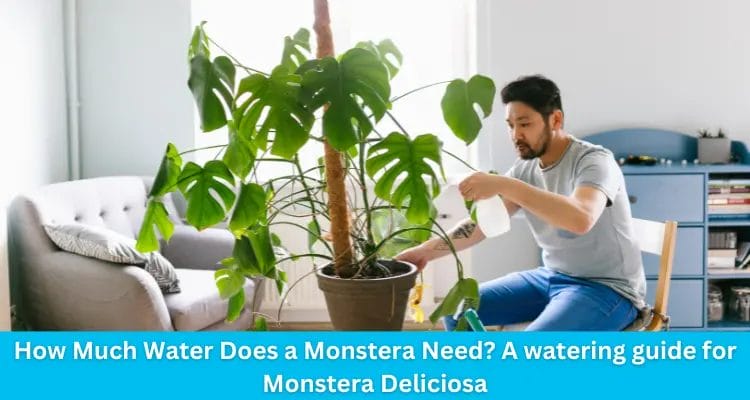 How Much Water Does A Monstera Need? A Watering Guide