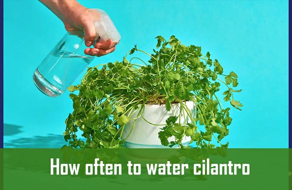 Watering Cilantro: How Often In Pot Or Indoors?